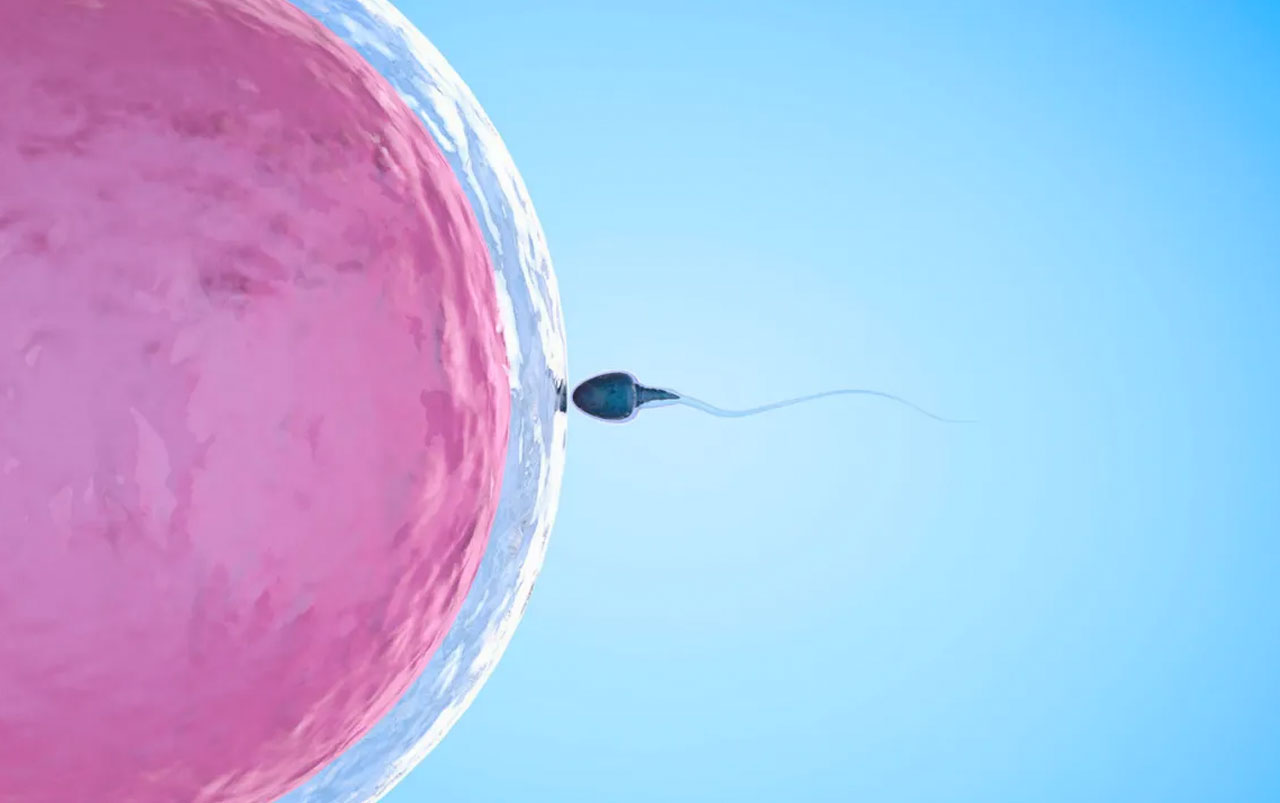 Characteristics of the sperm | Advanced Fertility Center