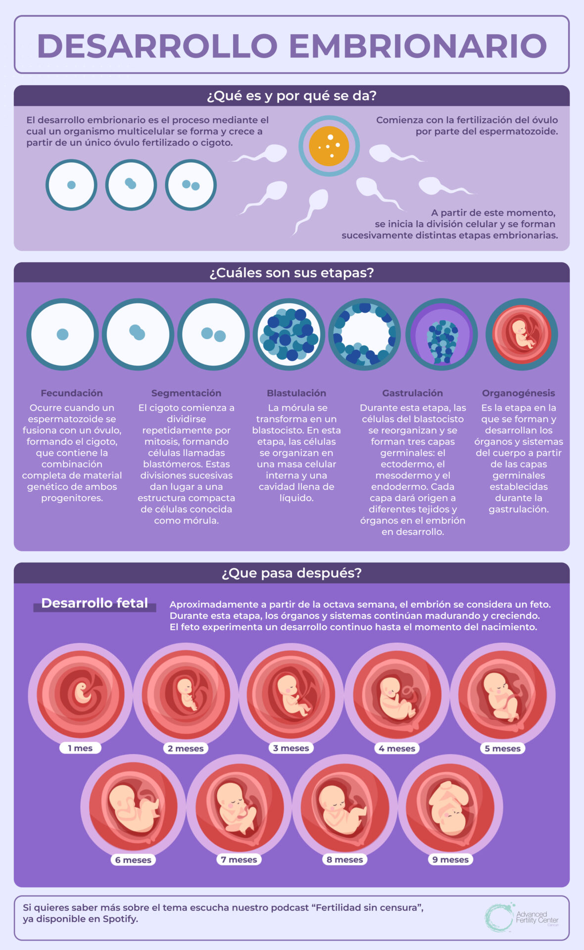 Desarrollo embrionario | Advanced Fertility Center